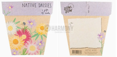 Native Daisies- Gift Of Seed - Harmony Garden Centre
