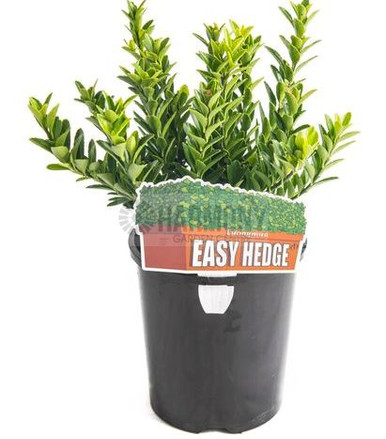 Euonymus 'Easy Hedge' 125 mm - Harmony Garden Centre