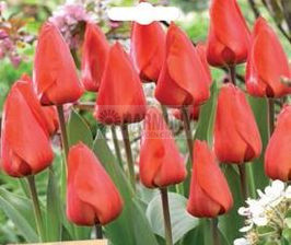 Tulip 'Lalibela' 3pk - Harmony Garden Centre