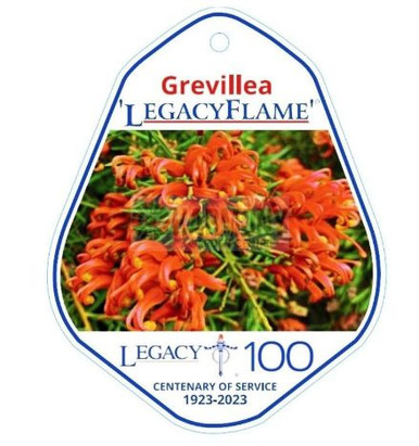 Grevillea 'Legacy Flame' 140 mm - Harmony Garden Centre