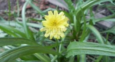 Microseris lanceolata 140 mm - Harmony Garden Centre
