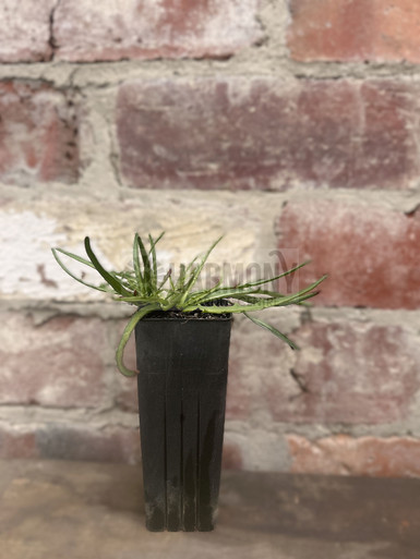 Microseris lanceolata 50 mm - Harmony Garden Centre