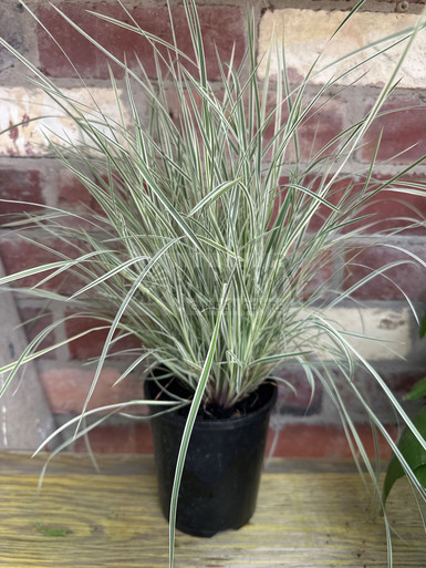 Schizachyrium scoparium 'Chame 140 mm - Harmony Garden Centre