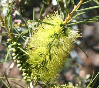 Callistemon pinifolius 'Dwarf 50 mm - Harmony Garden Centre