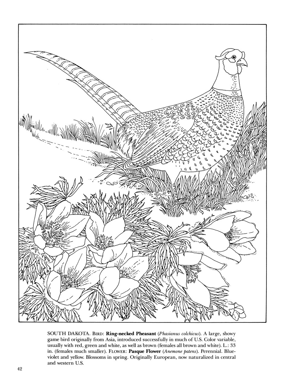 arkansas state bird and flower coloring pages