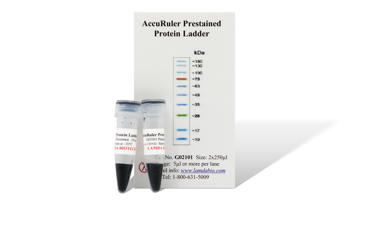 AccuRuler Prestained Protein Ladder - Molecular Designs