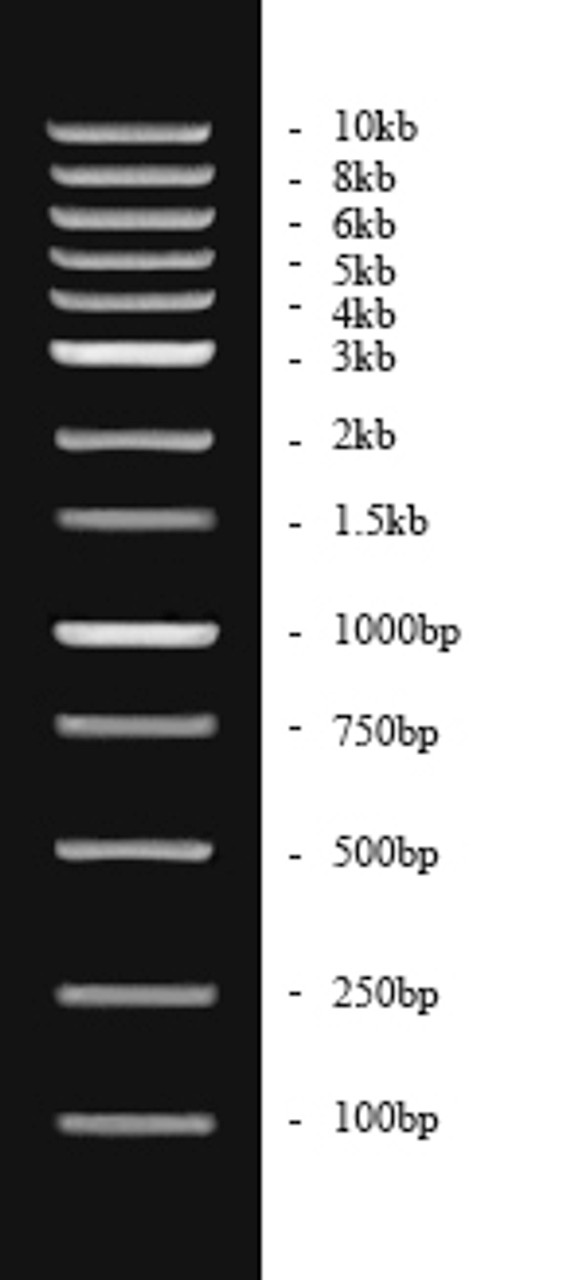 1KB Plus DNA Ladder - Molecular Designs