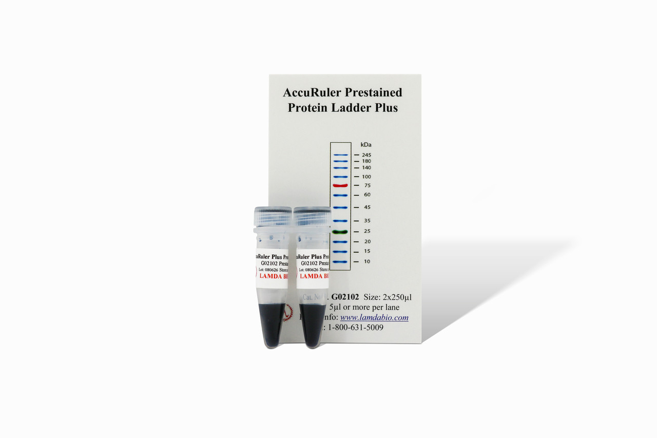 AccuRuler Plus Prestained Protein Ladder - Molecular Designs Life ...