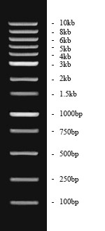 1KB Plus DNA Ladder - Molecular Designs