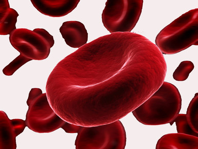 Column-Pure™ Blood Genomic DNA Kit - Molecular Designs