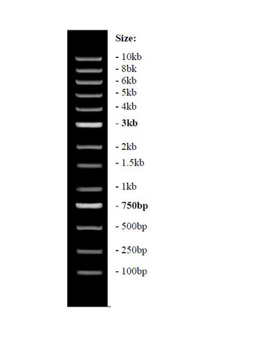 GoGreen 1kb DNA Ladder - Molecular Designs Life Science Products
