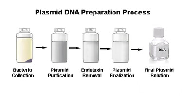 Large Scale Plasmid DNA Prep Level 1-up to 2000µg - Molecular Designs