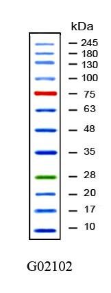 AccuRuler Plus Prestained Protein Ladder 10X 250ul + 5 kits of 200ml ...