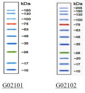 AccuRuler Plus Prestained Protein Ladder, 10 tubes - Molecular Designs