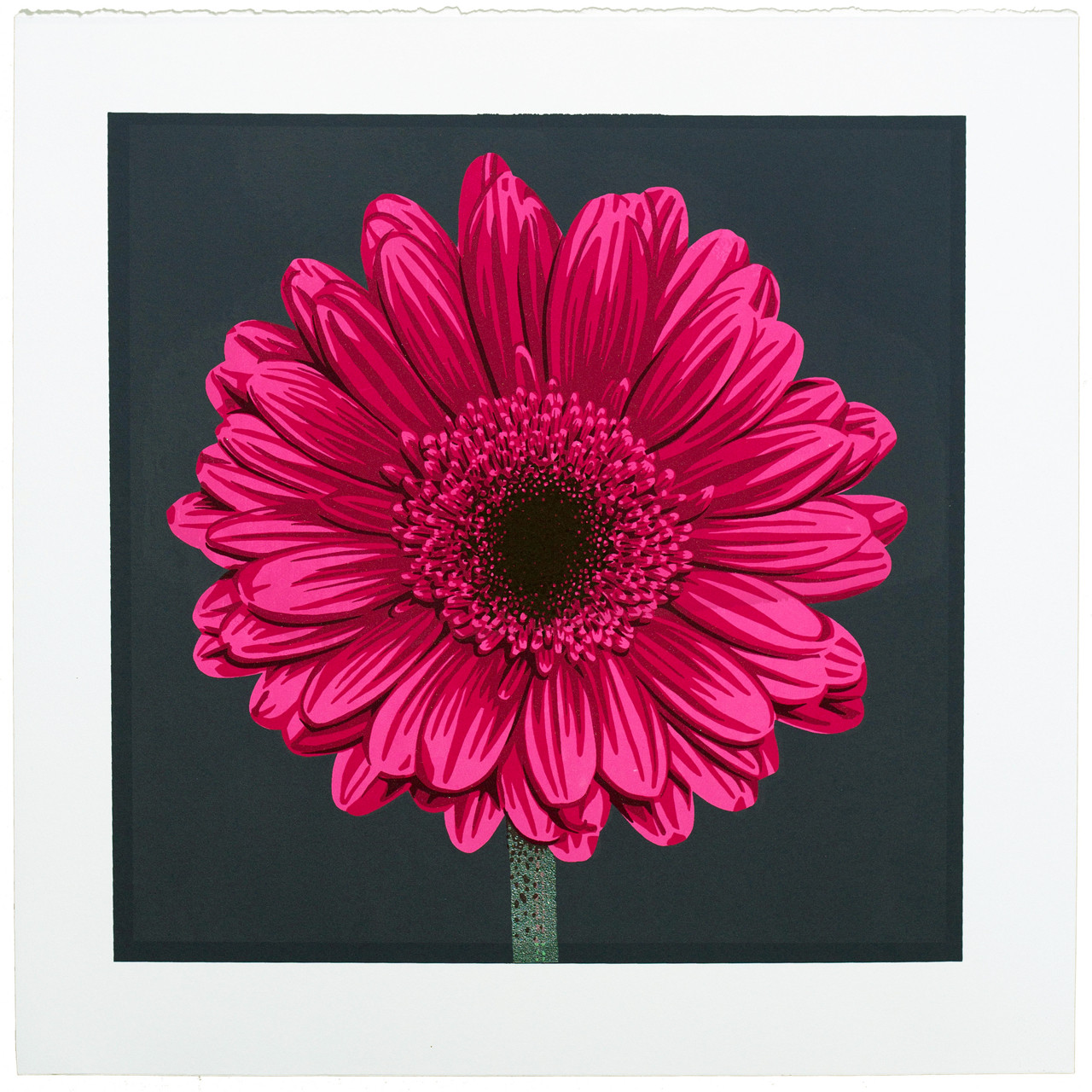 Gerbera Daisy Screen Print Editions | 7 Colors | Kirk Fanelly