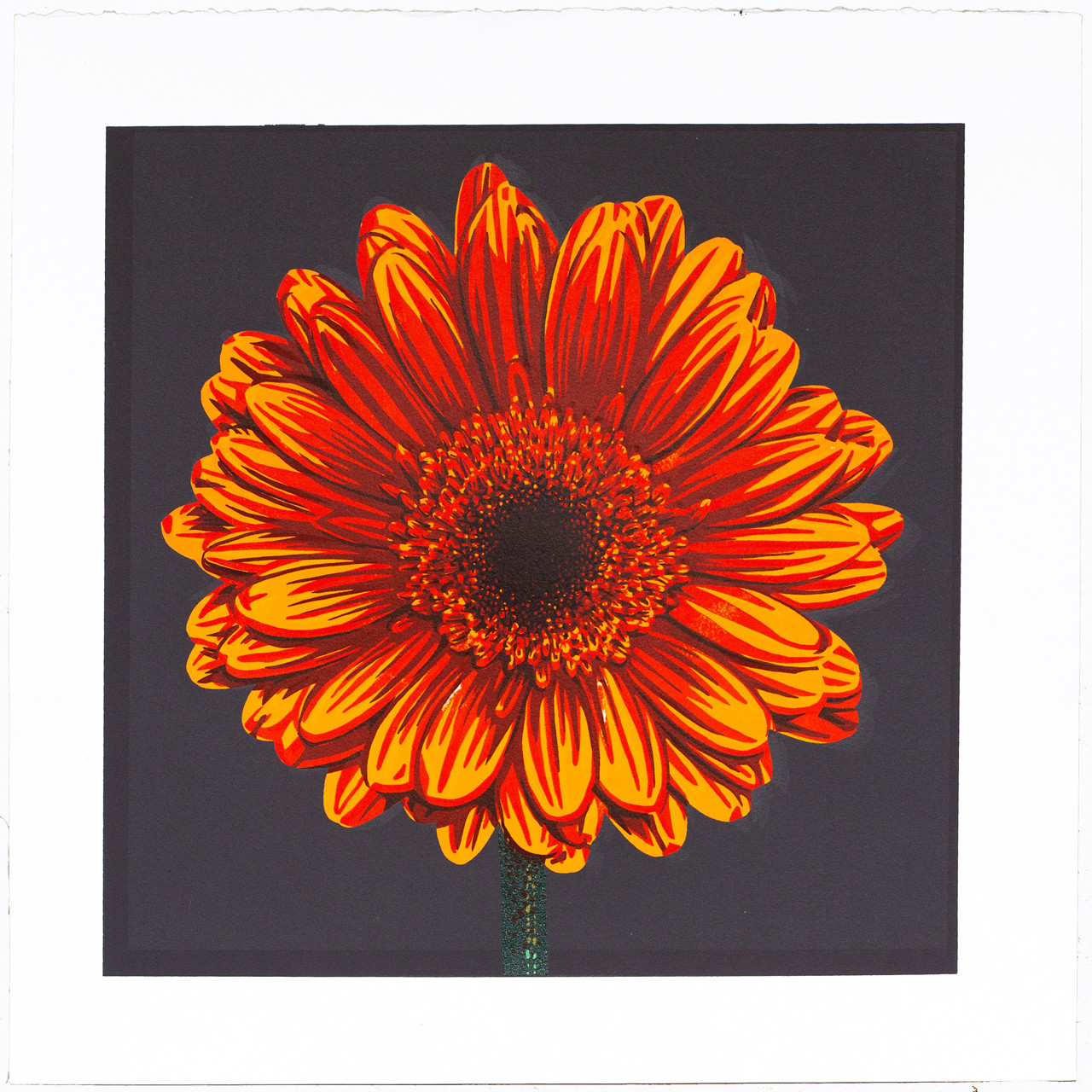 Gerbera Daisy Screen Print Editions | 7 Colors | Kirk Fanelly