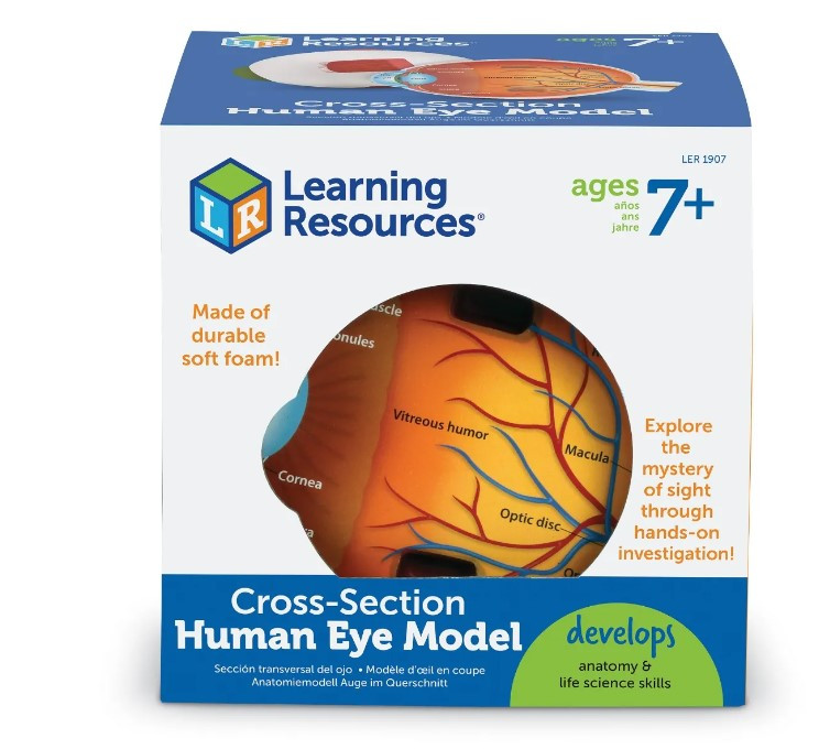Learning Resources Cross-Section Human Eye Display Model - Supplies for ...