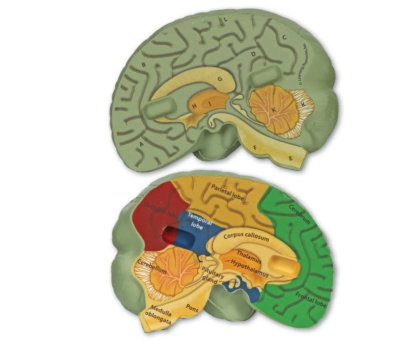 Learning Resources Cross-Section Human Brain Display Model - Supplies ...