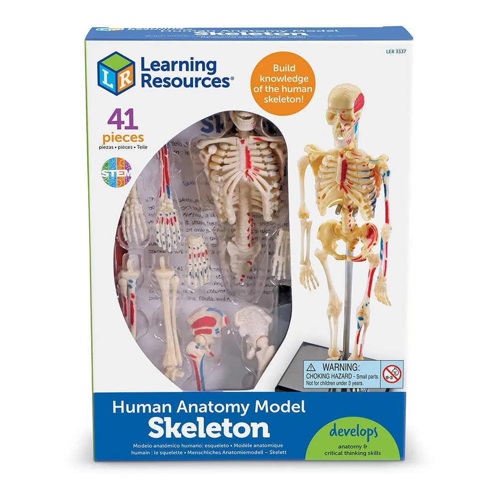Learning Resources Human Skeleton Display Model - Supplies for Schools