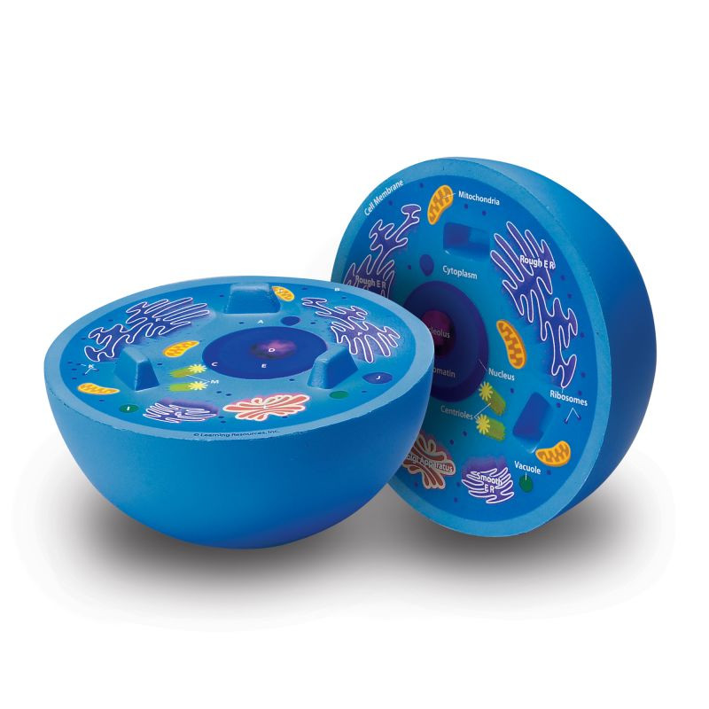 Learning Resources Cross-Section Animal Cell Display Model - Supplies ...