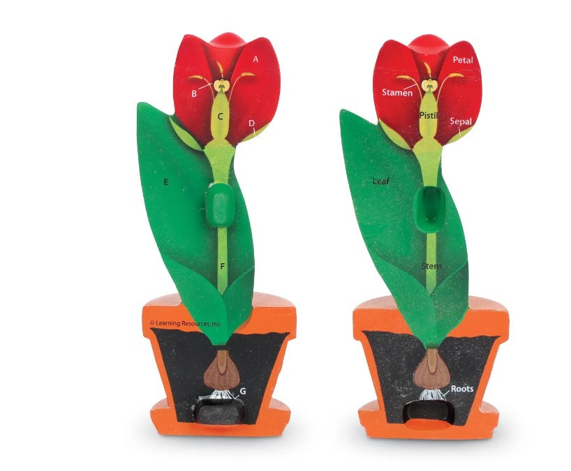 Learning Resources Learning Resources Cross-Section Flower Display ...