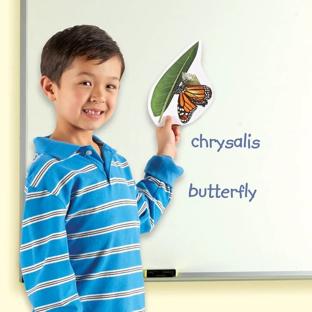 Learning Resources Magnetic Butterfly Life Cycle Demonstration Set ...
