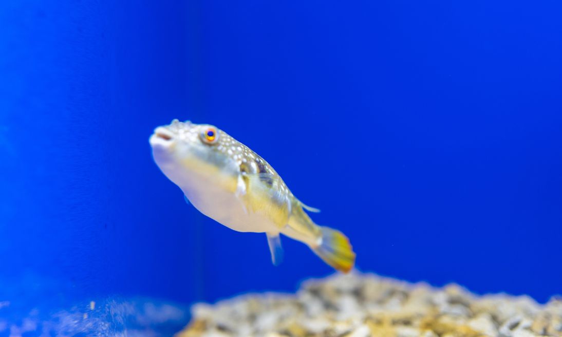 Fishy Facts: Why Oxygen Is Crucial to Aquaculture - MESA Specialty ...