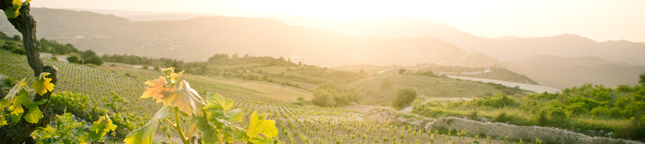 Wines - By region - Cyprus - Bottles - wine & spirit