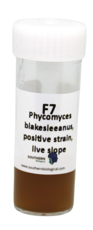 Phycomyces Blakesleeanus, Positive Strain, live slope - Southern Biological