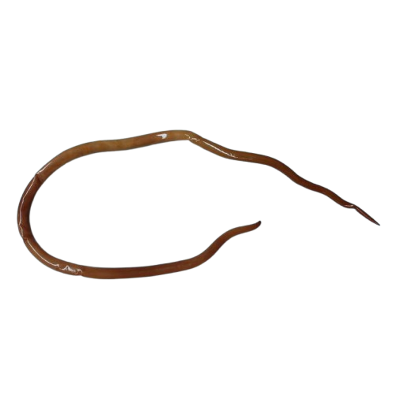 Ascaris Roundworm Ascaris An Overview | ScienceDirect Topics