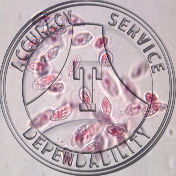 Chilomonas, WM Microscope slide - Southern Biological