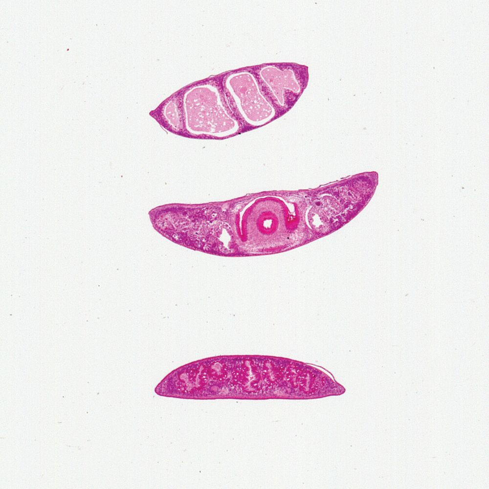 Turbellarians (Planaria) Microscope Slides - Southern Biological