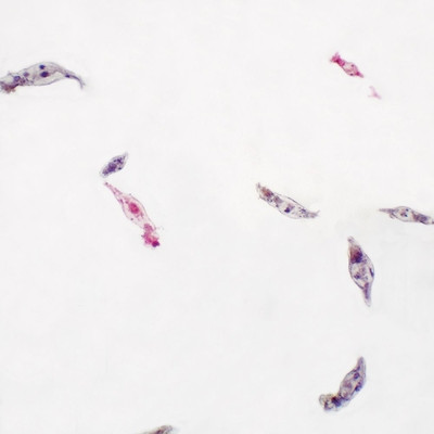 Rotifers, w.m. (wholemount) Microscope Slide - Southern Biological