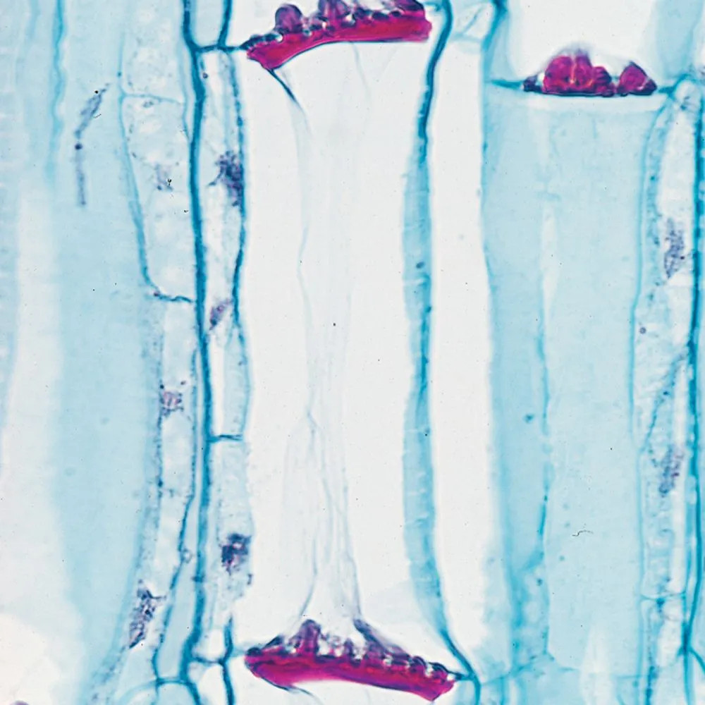Pumpkin Stem, l.s., 12 µm Microscope Slide - Southern Biological
