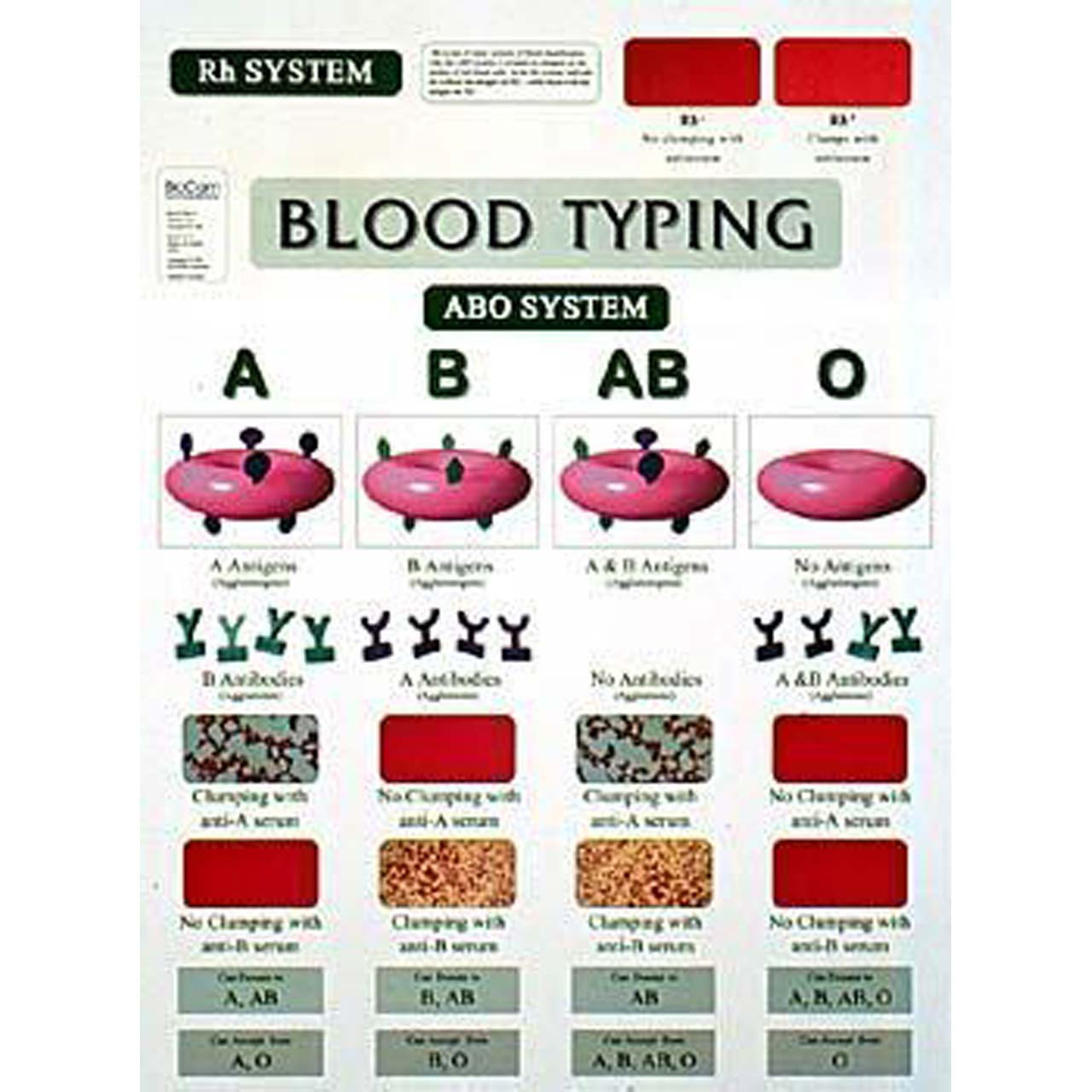 Jlover The History Of Japanese Blood Typing