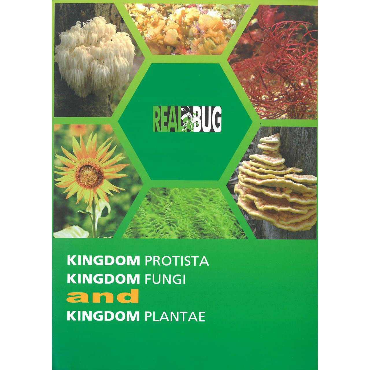 Plant Kingdom Collection: 25 Specimens, embedded - Southern Biological