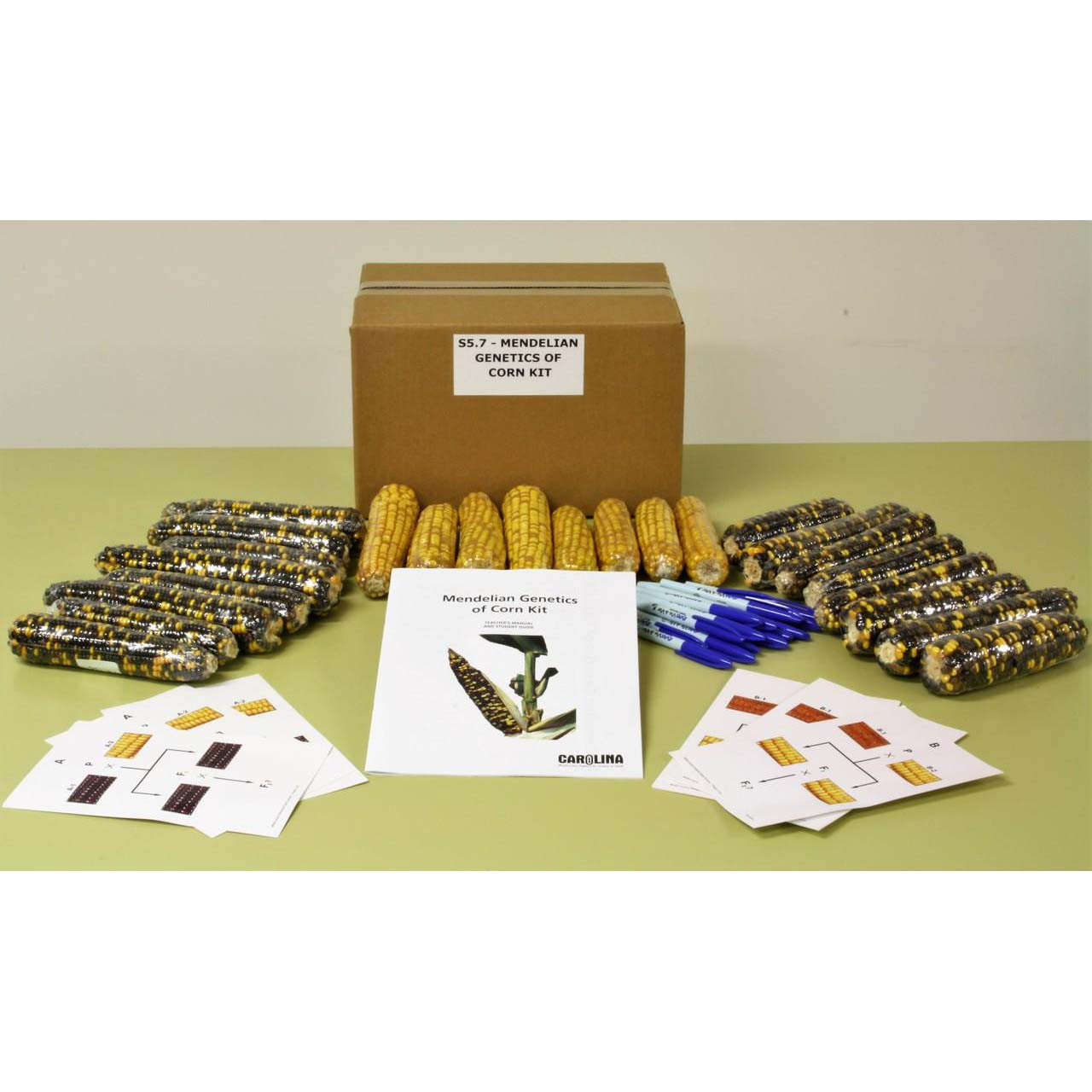 Mendelian Genetics of Corn Kit - Southern Biological