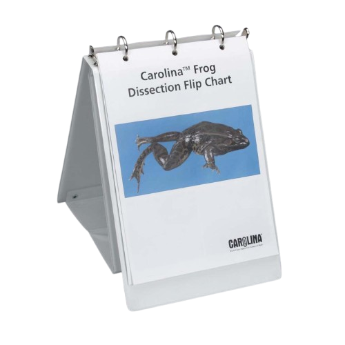 Frog Dissection Flip Chart - Southern Biological