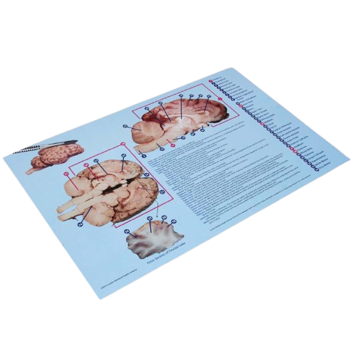 Sheep Brain Dissection Mat 28cm x 43cm - Southern Biological