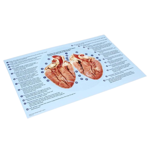Mammalian Heart Dissection Mat 28cm x 43cm - Southern Biological