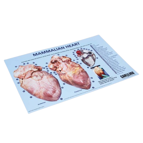 Mammalian Heart Dissection Mat 28cm x 43cm - Southern Biological