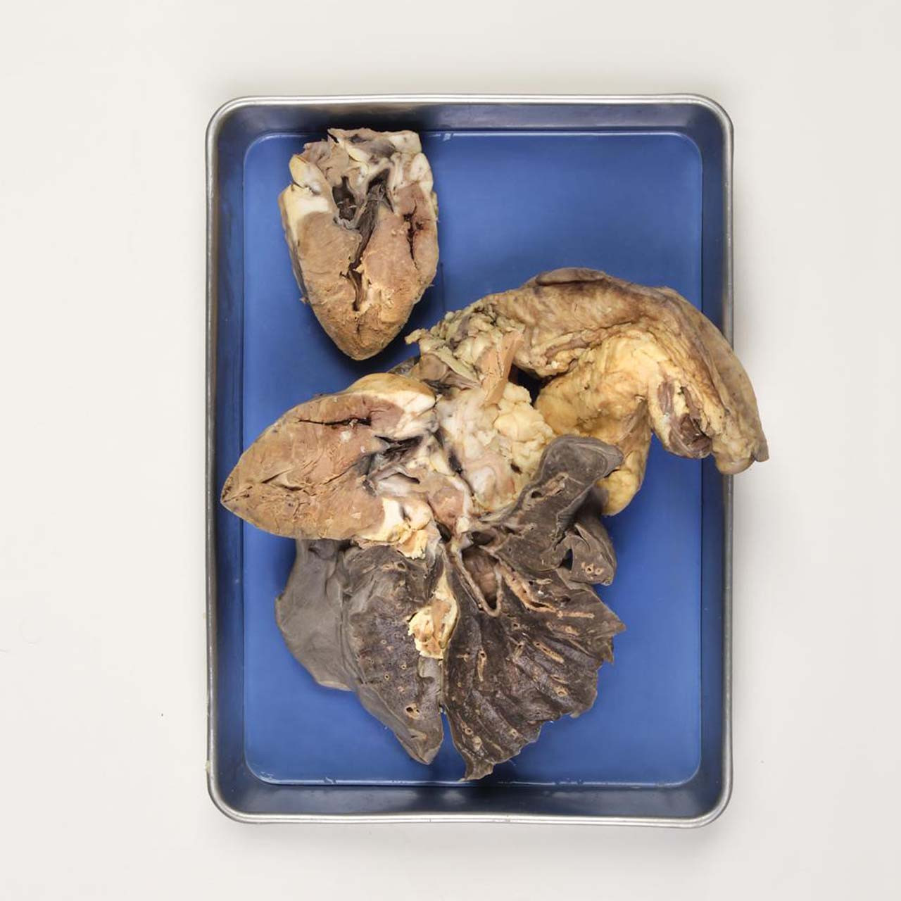 Sheep Pluck, Preserved, Heart with Aorta and Lungs with Trachea ...