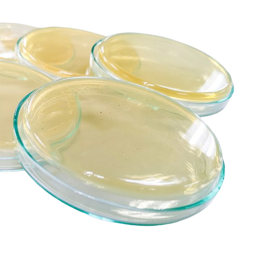 Potato Dextrose Agar Plates - Southern Biological
