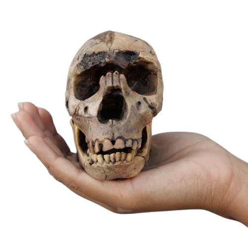 Half Scale Set of 4 | Anthropology