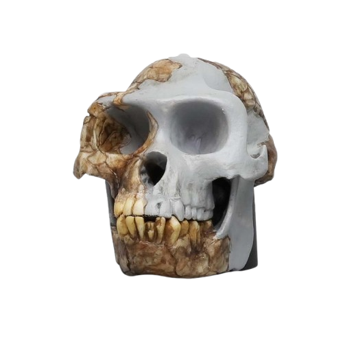 Half Scale Set of 4 | Anthropology