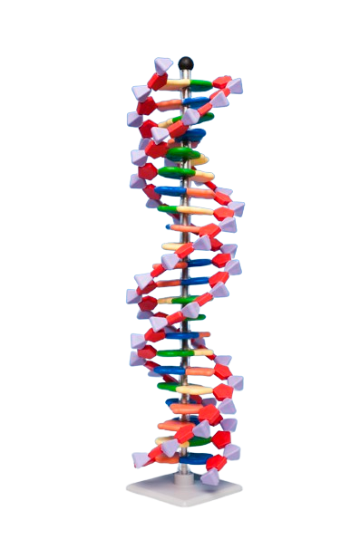 Molymod - DNA Model Kit, 22 Layer, Advanced - Southern Biological
