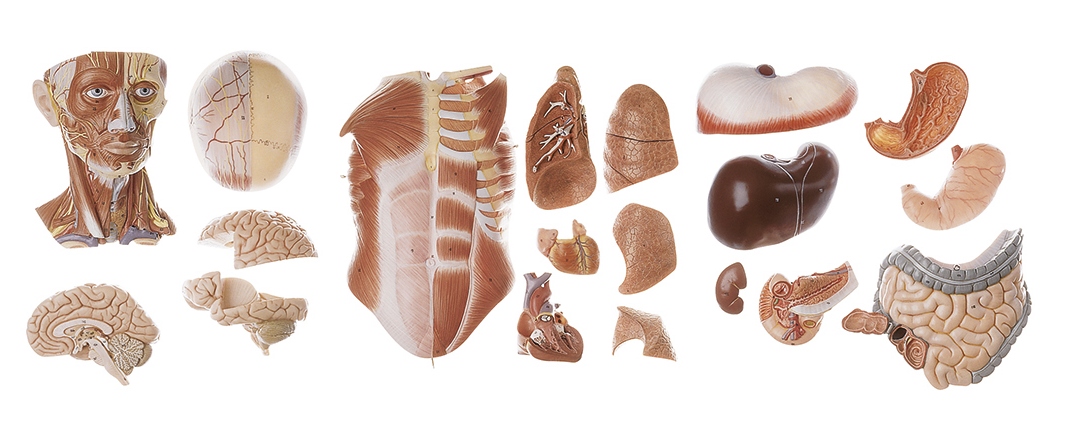 AS2/2 - Male Muscle Figure