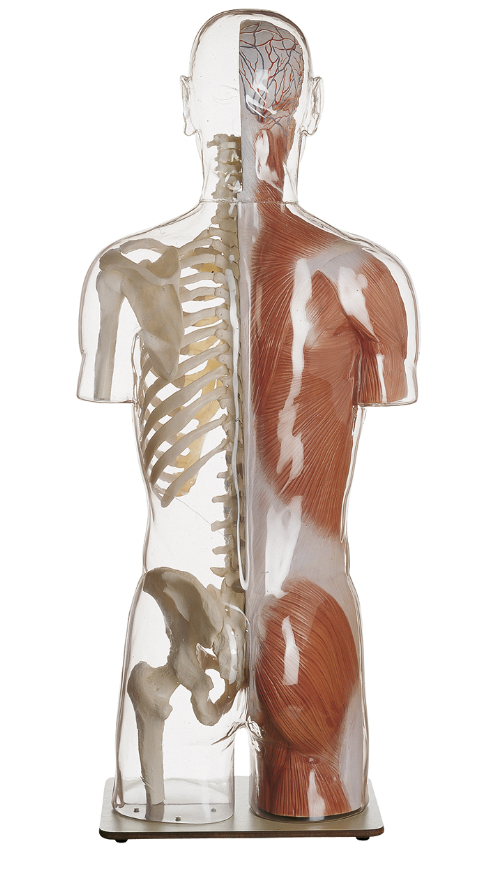AS9/1 - Transparent Muscle Torso Model with Head