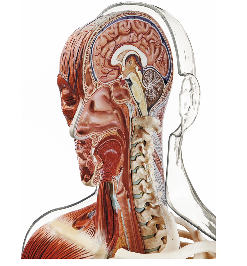 AS9/1 - Transparent Muscle Torso Model with Head