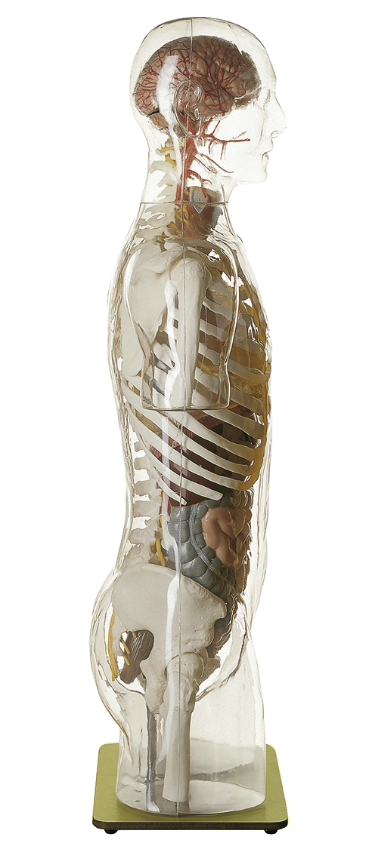 AS9/2 - Transparent Torso Model with Head